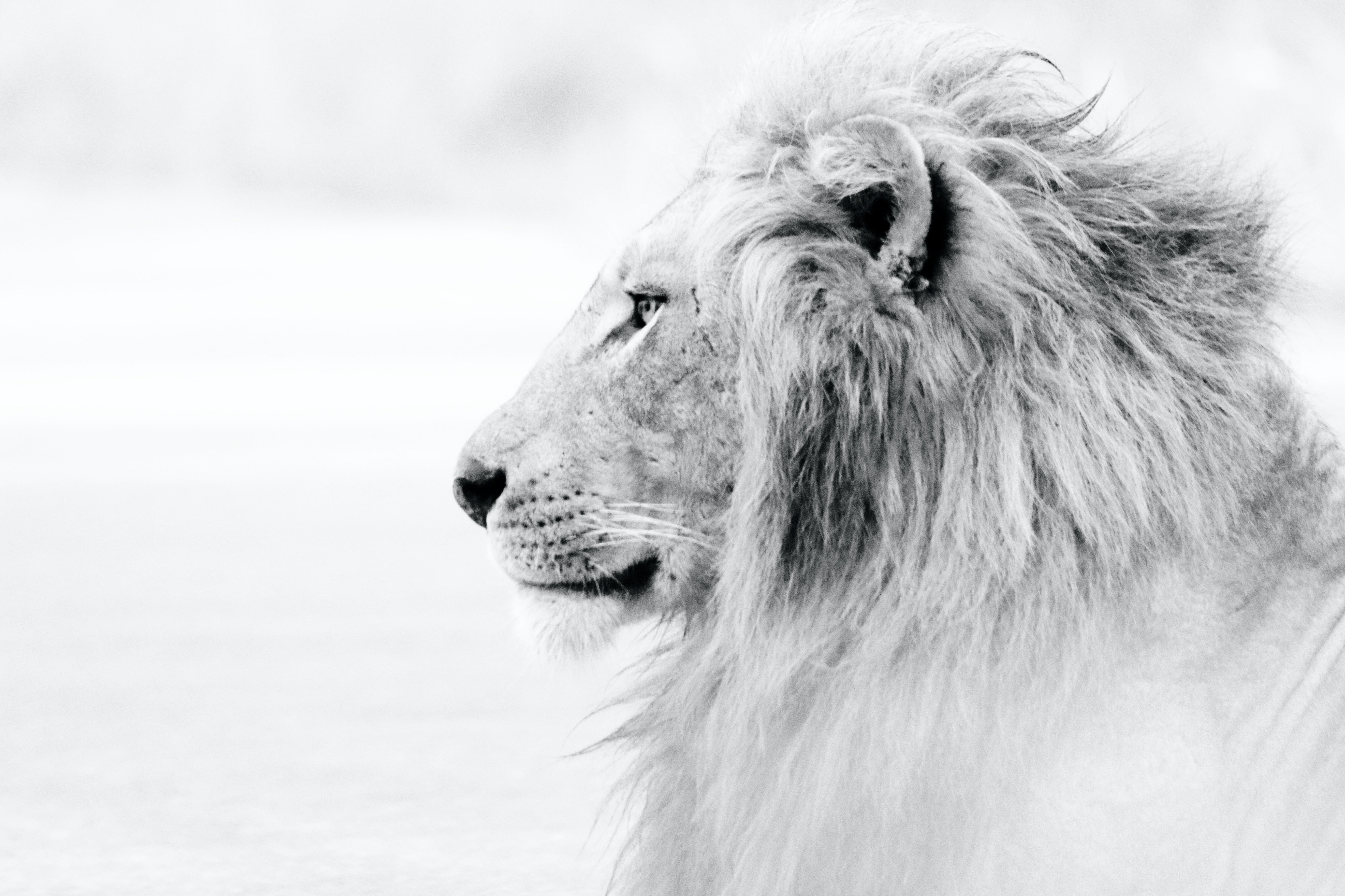 The Lion Self-Hypnosis for Controlling Panic Fear of Confrontations ...